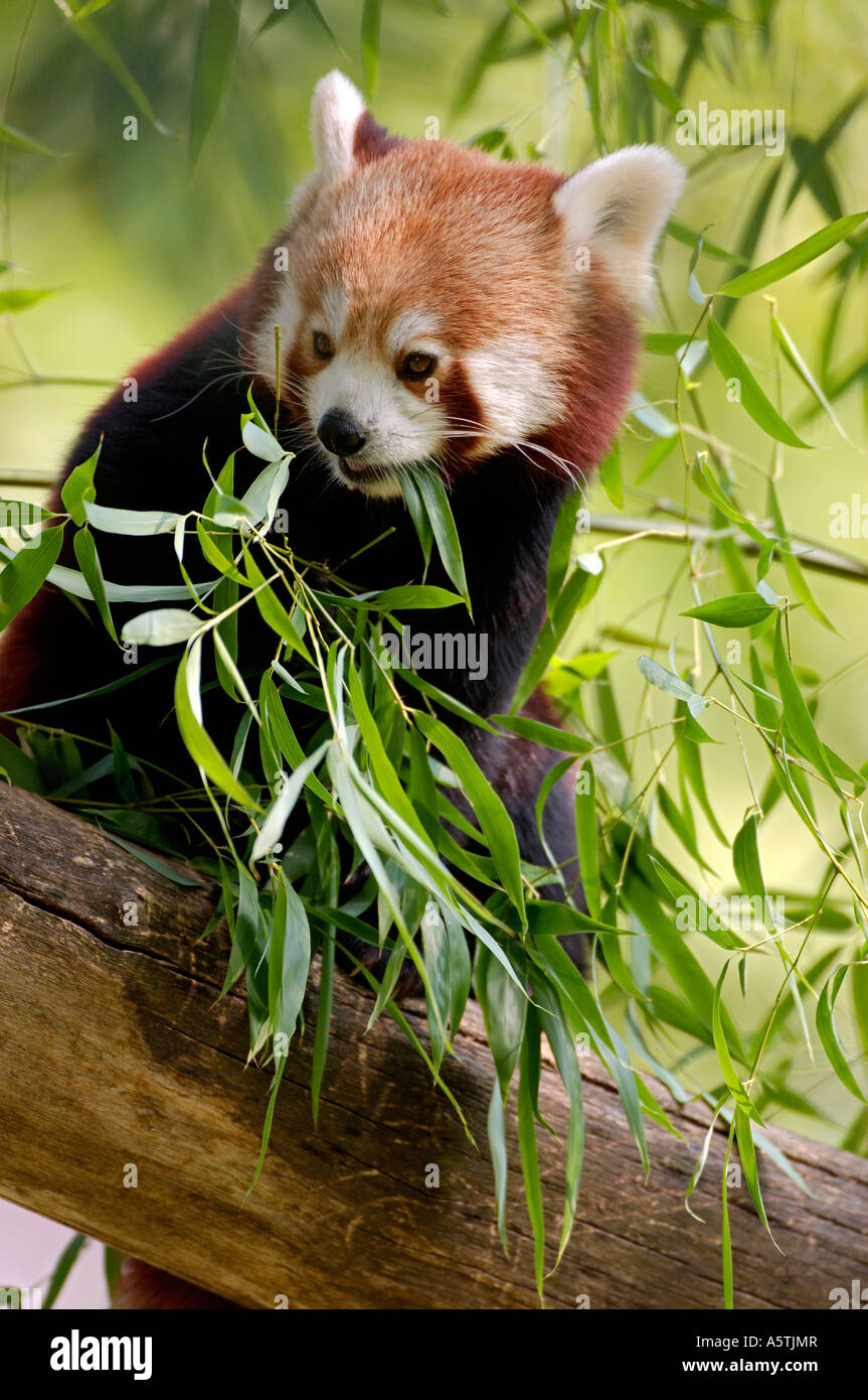 Red Panda Stock Photo - Alamy