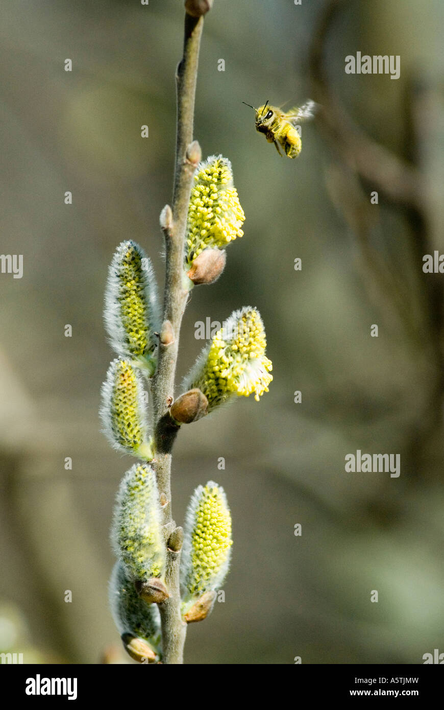 Honey Bee Apis mellifera flying at a catkin of a Willow Salix ...
