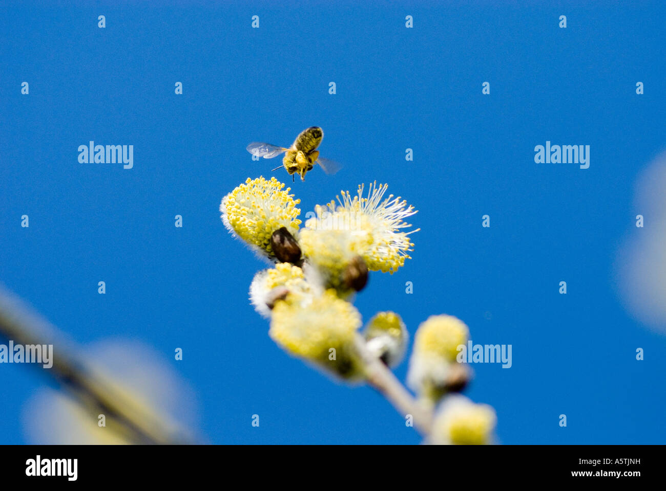 Honey Bee Apis mellifera flying at a catkin of a Willow Salix ...