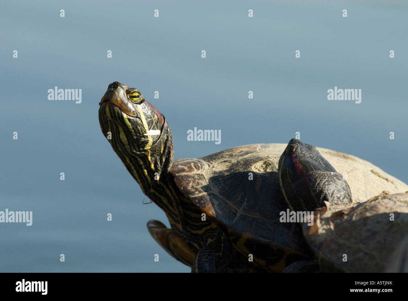 portrait of a painted turtle Chrysemys Picta while sunbathing Stock ...
