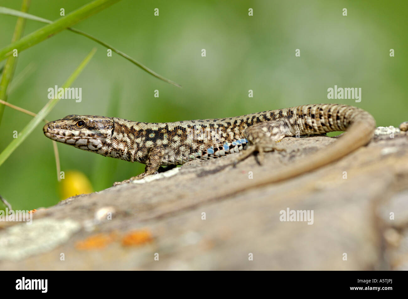 Wall Lizard Stock Photo - Alamy