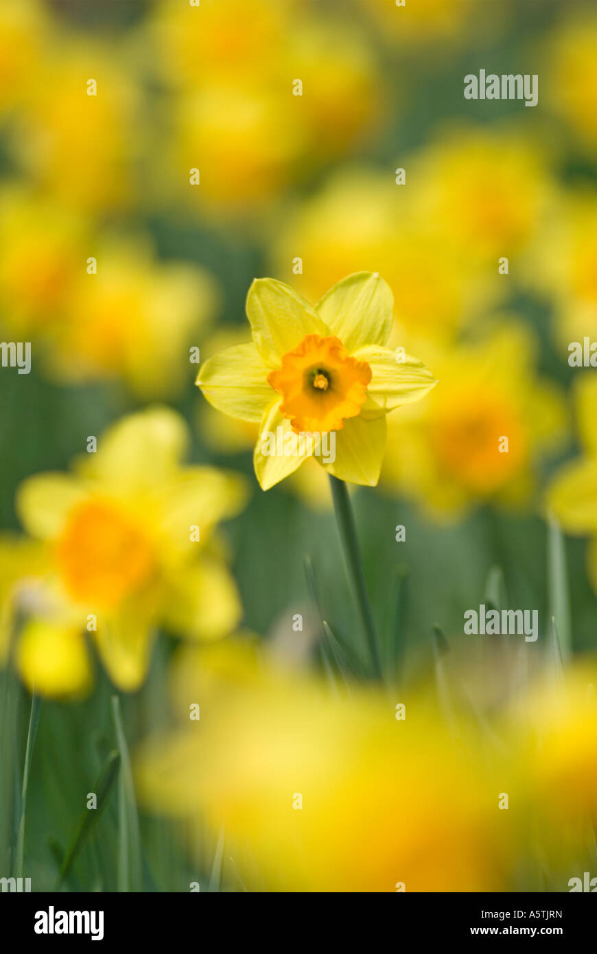 Field daffodils narcissus pseudonarcissus hi-res stock photography and ...