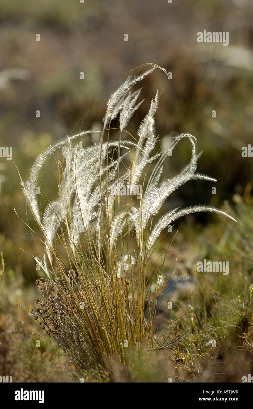 Feather Grass Stock Photo - Alamy
