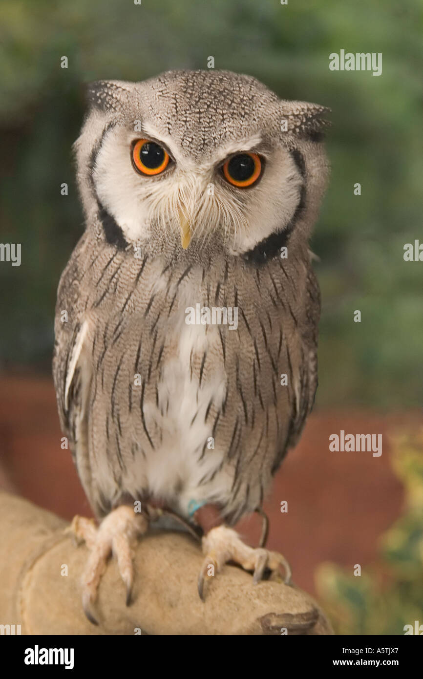 northern white faced scops owl Stock Photo - Alamy