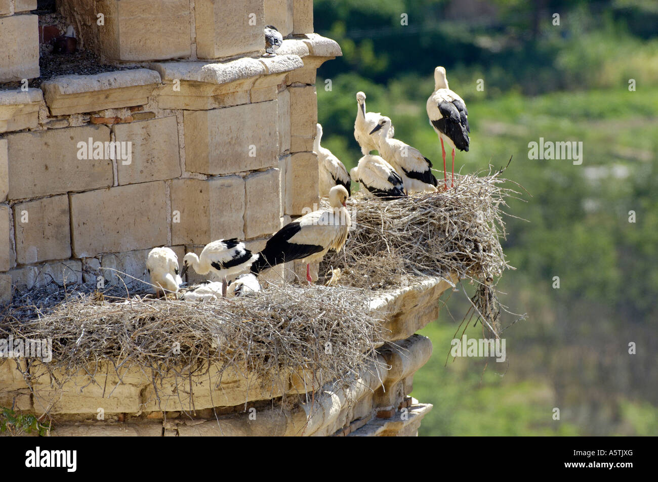 White Stork Stock Photo - Alamy