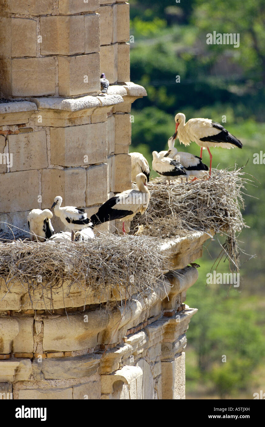 White Stork Stock Photo - Alamy