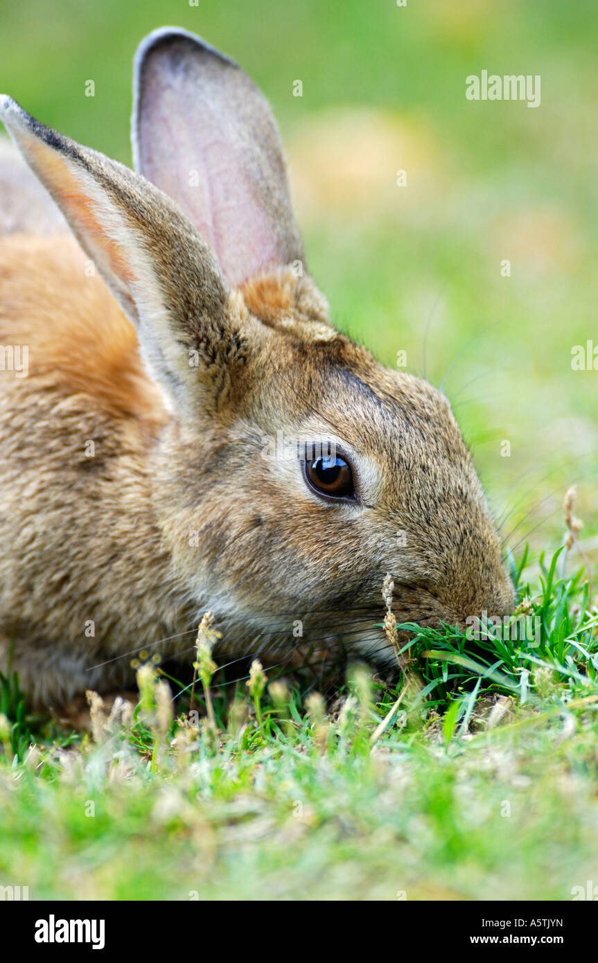 European Rabbit Stock Photo - Alamy