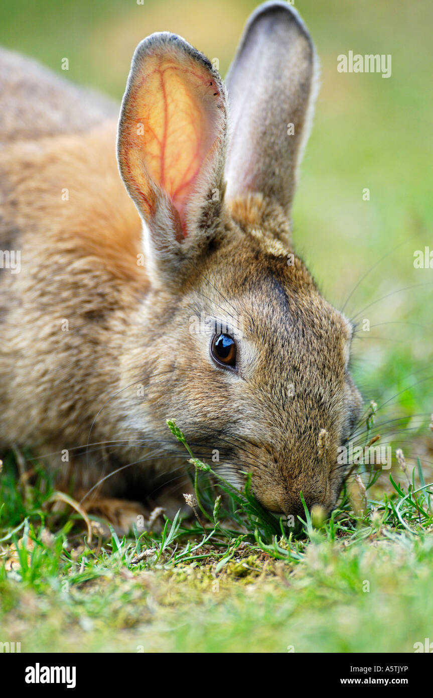 European Rabbit Stock Photo - Alamy