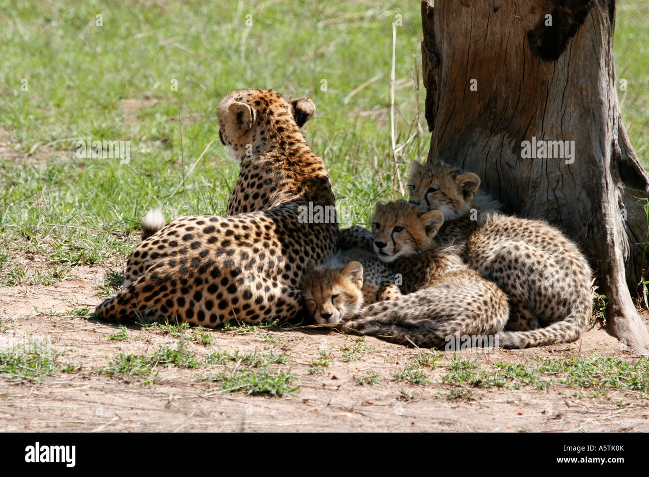Female Cheetah with her cubs [Acinonyx jubatus] Maasai Mara National ...
