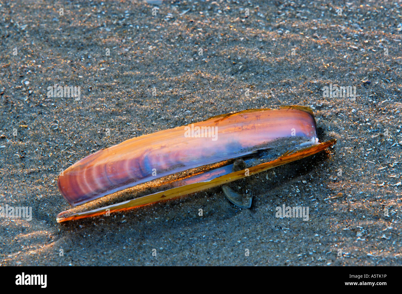 American Razor Clam Stock Photo - Alamy