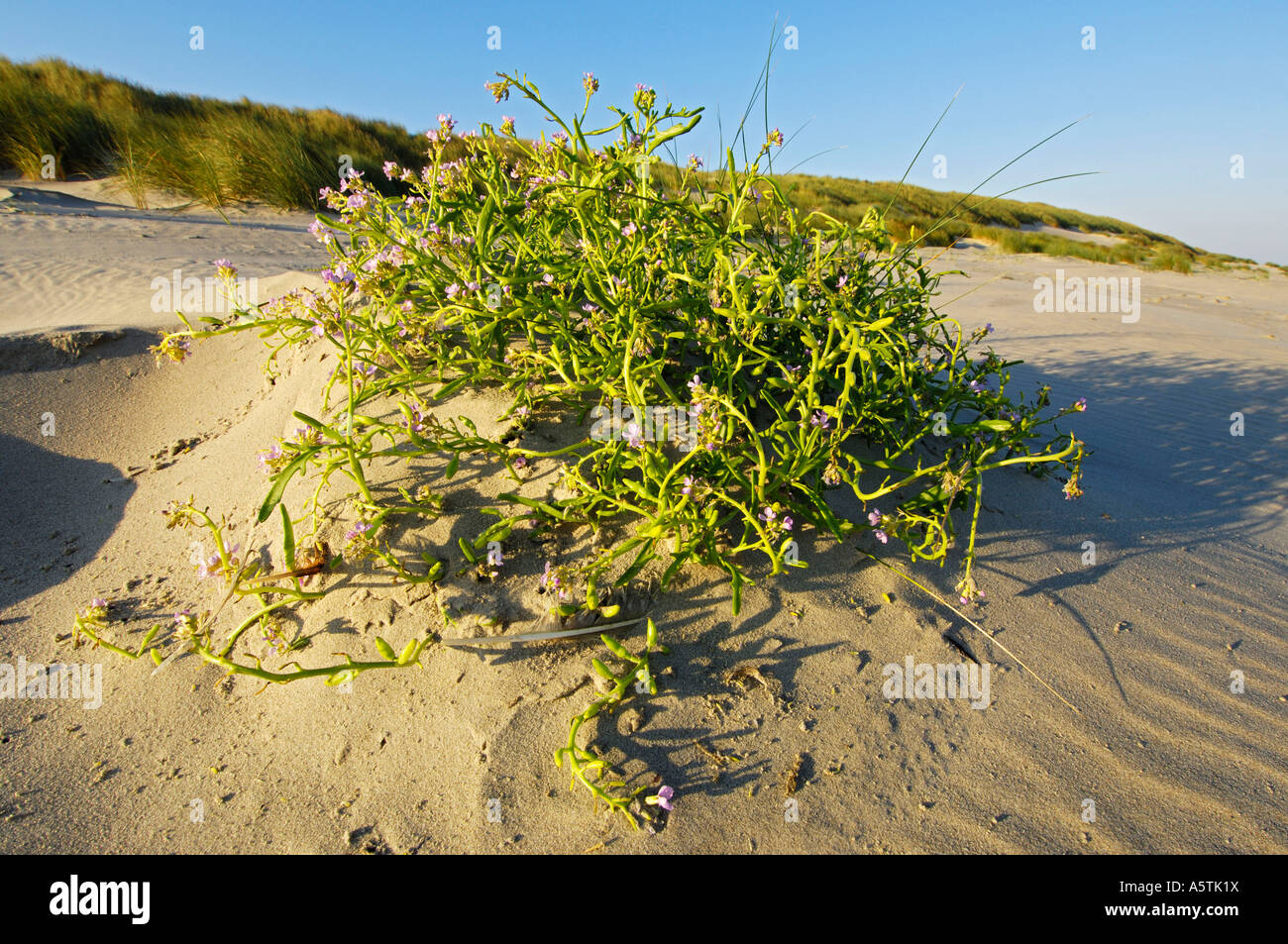 Sea Rocket Stock Photo - Alamy