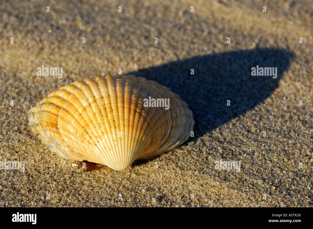 Common European Cockle Stock Photo - Alamy