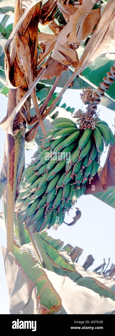 Gardening vertical 1032 bananas lima hi-res stock photography and ...