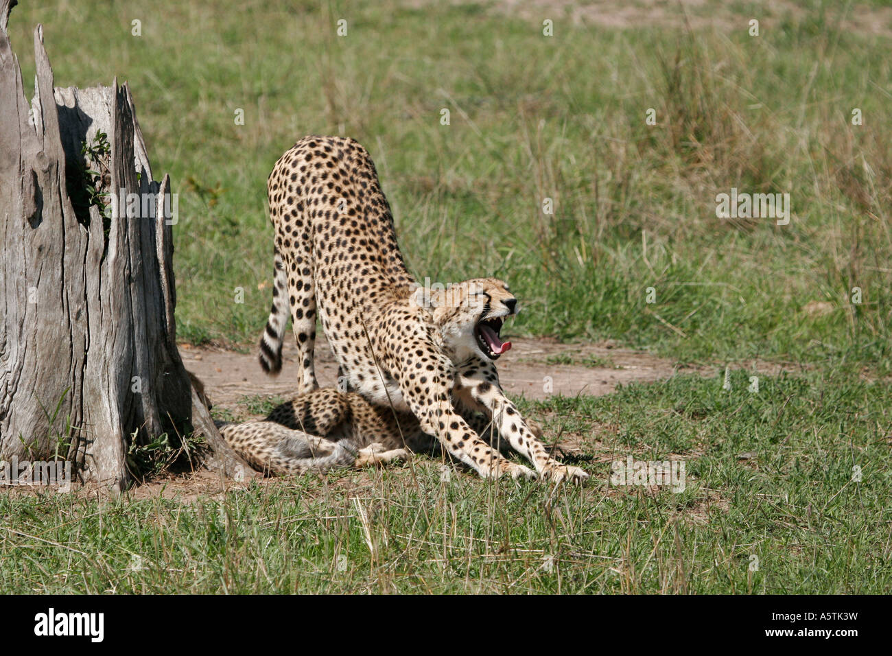 Having a stretch - Female Cheetah with her cubs [Acinonyx jubatus ...