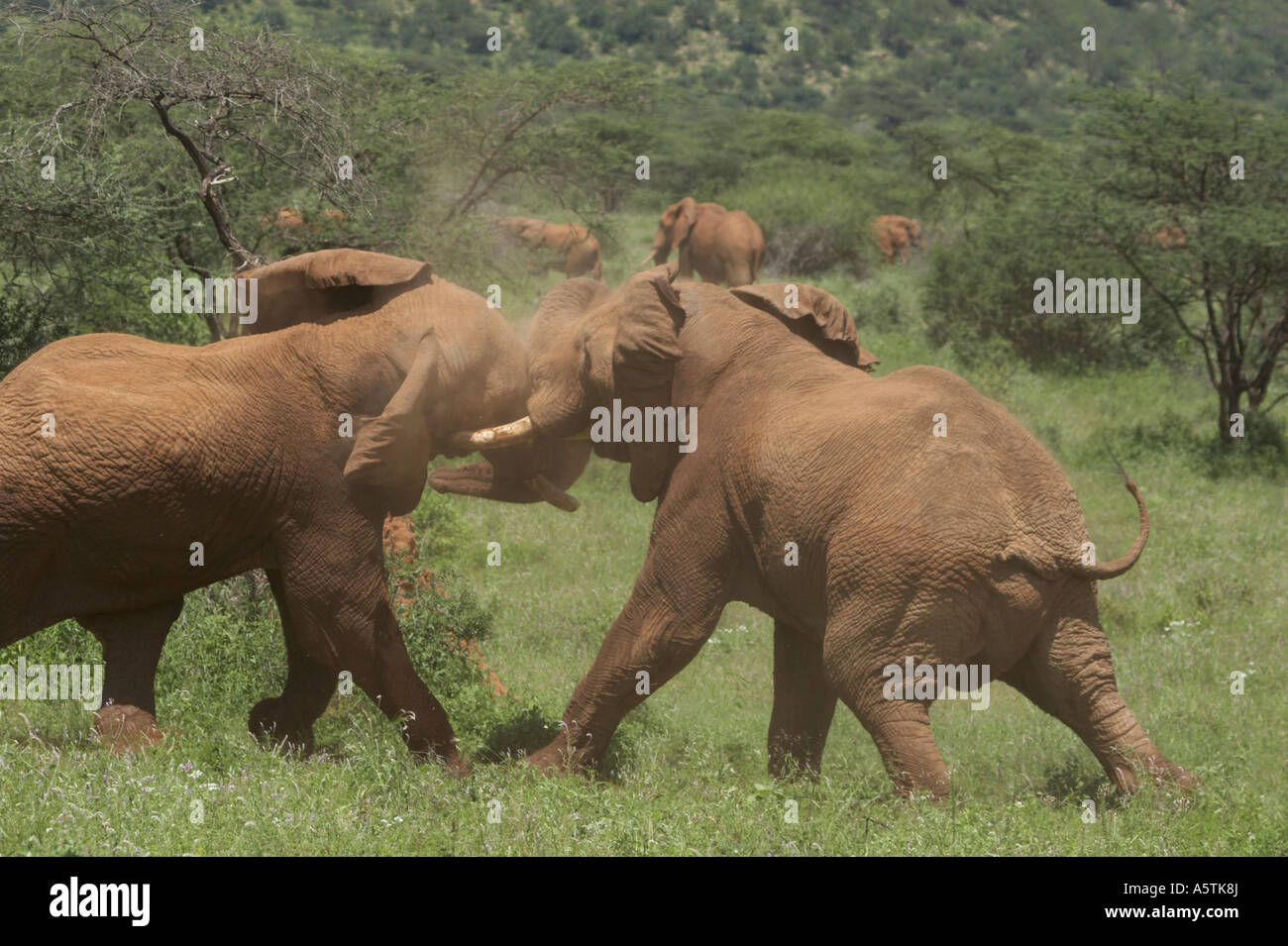 Adult Bull Elephants Fighting [Loxodonata Africana] Maasai Mara ...