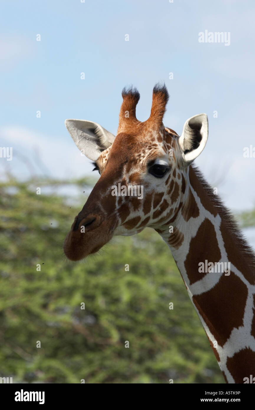 Reticulated Giraffe [Giraffa Reticulata] Buffalo Springs National ...