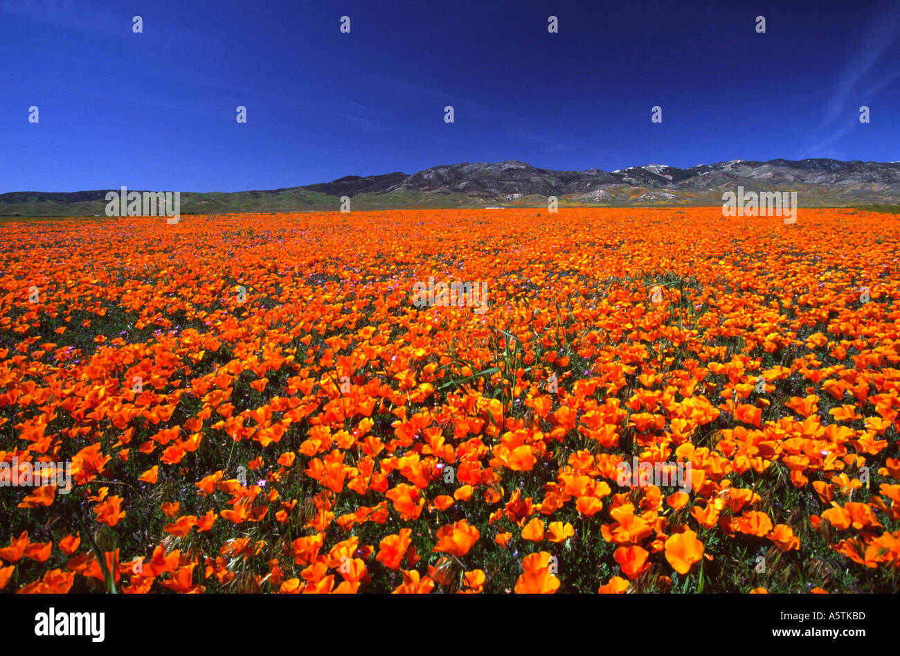 California poppy closeup hi-res stock photography and images - Alamy