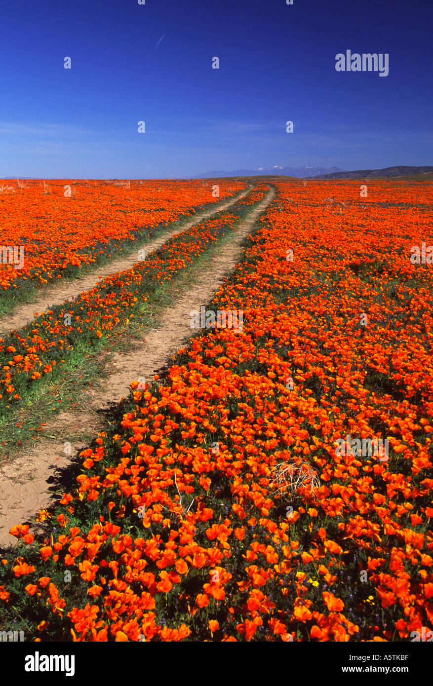 Road leading through poppy fields Stock Photo - Alamy