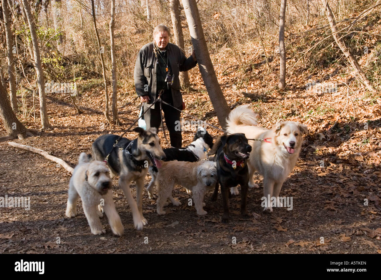 Pets walker hi-res stock photography and images - Alamy