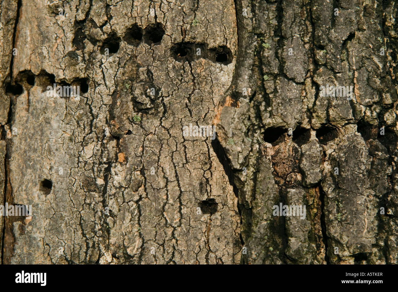 Typical holes in tree bark left by yellow bellied sapsucker Ellicott ...