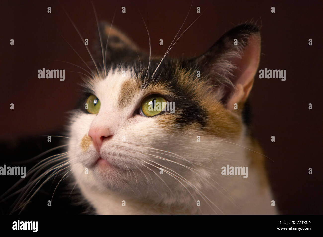 American Wirehair Calico