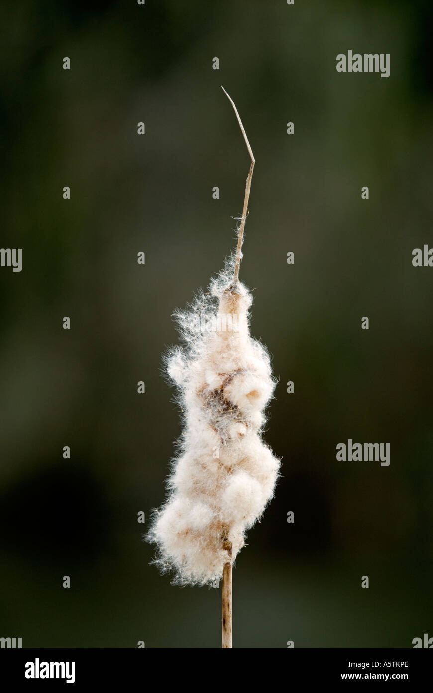 Greater Reedmace - Typha latifolia. Seedhead in winter Stock Photo - Alamy