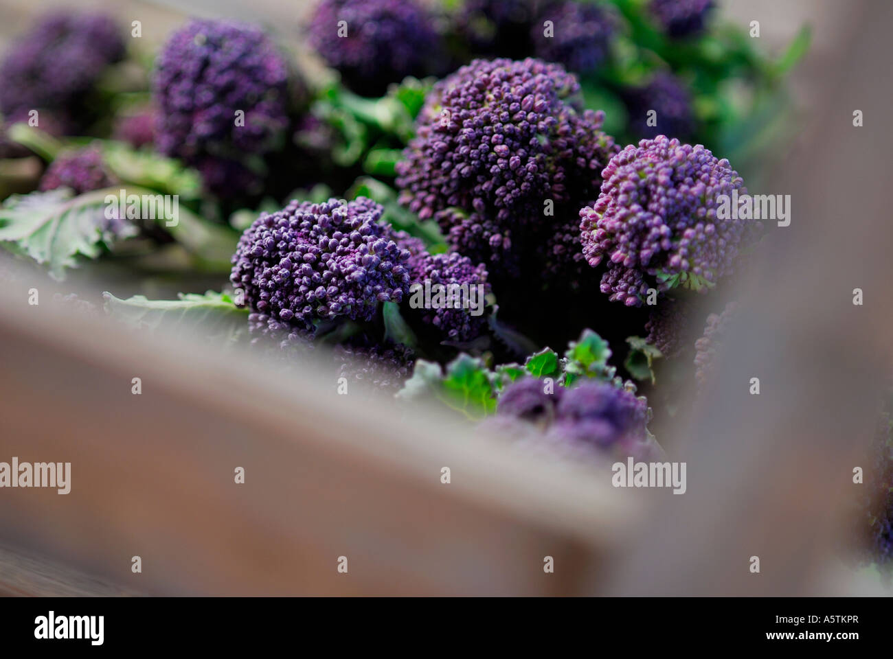 organic purple sprouting broccoli Stock Photo - Alamy