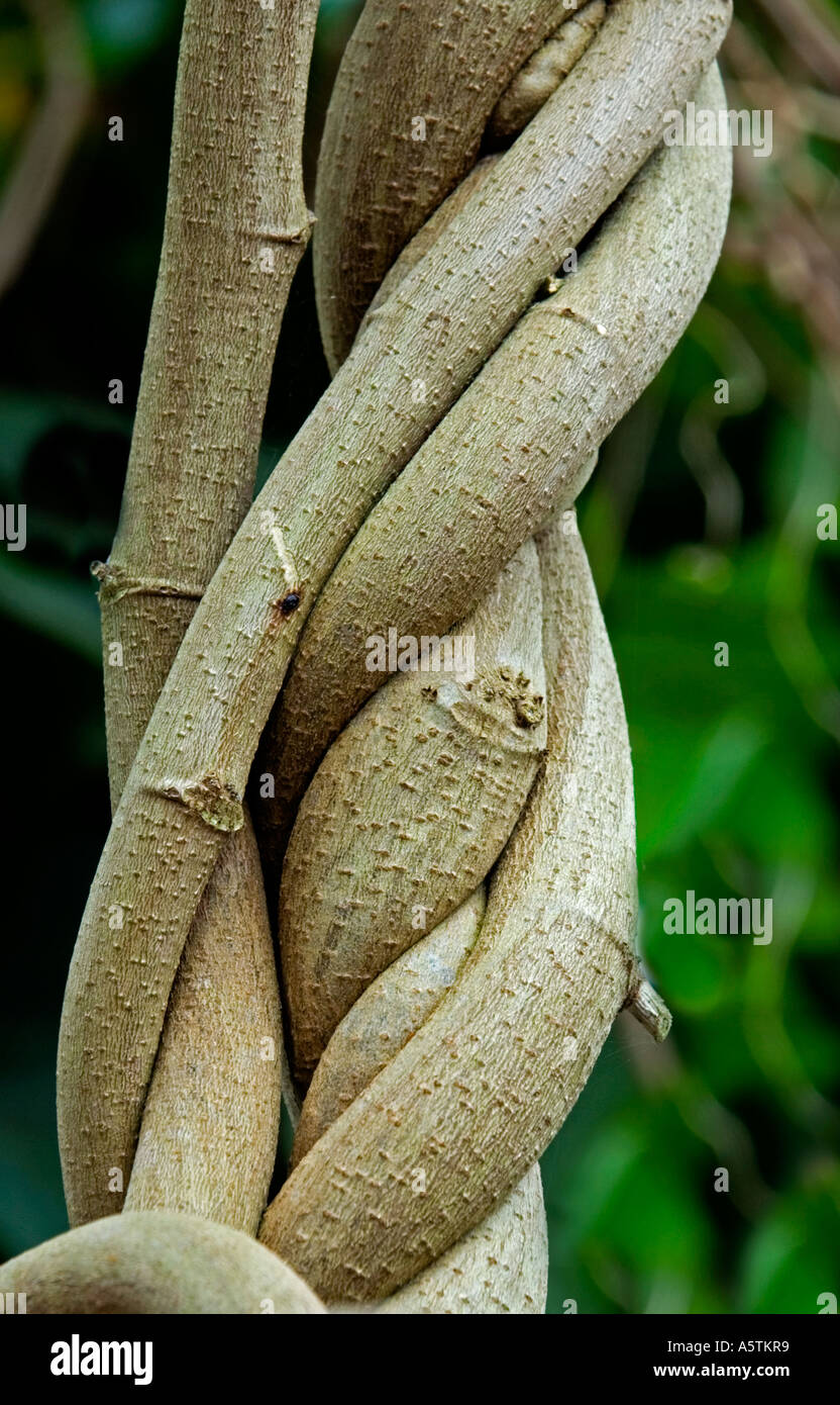 Jade Vine: Strongylodon macrobotrys Stock Photo - Alamy
