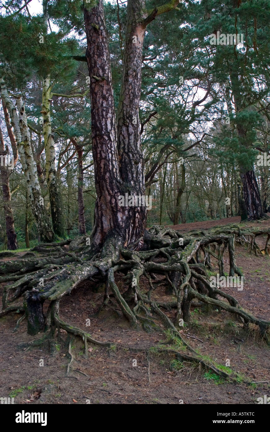 Scots pine roots exposed hi-res stock photography and images - Alamy