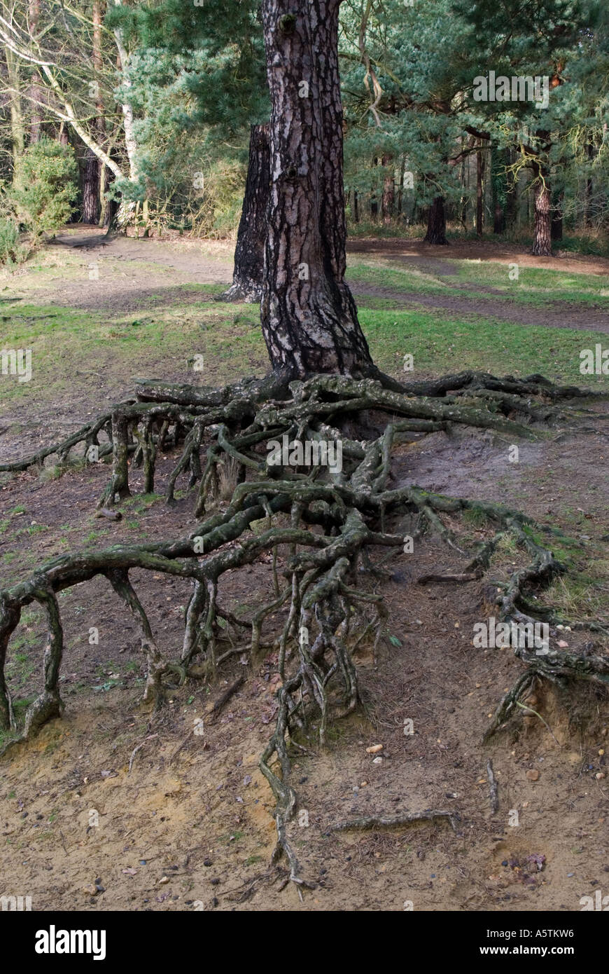 Tree roots: Scots pine (Pinus sylvestris Stock Photo - Alamy
