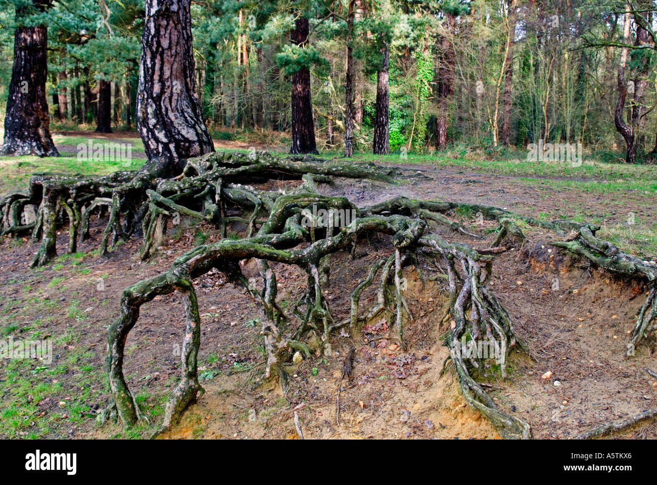 Exposed roots scots pine pinus hi-res stock photography and images - Alamy