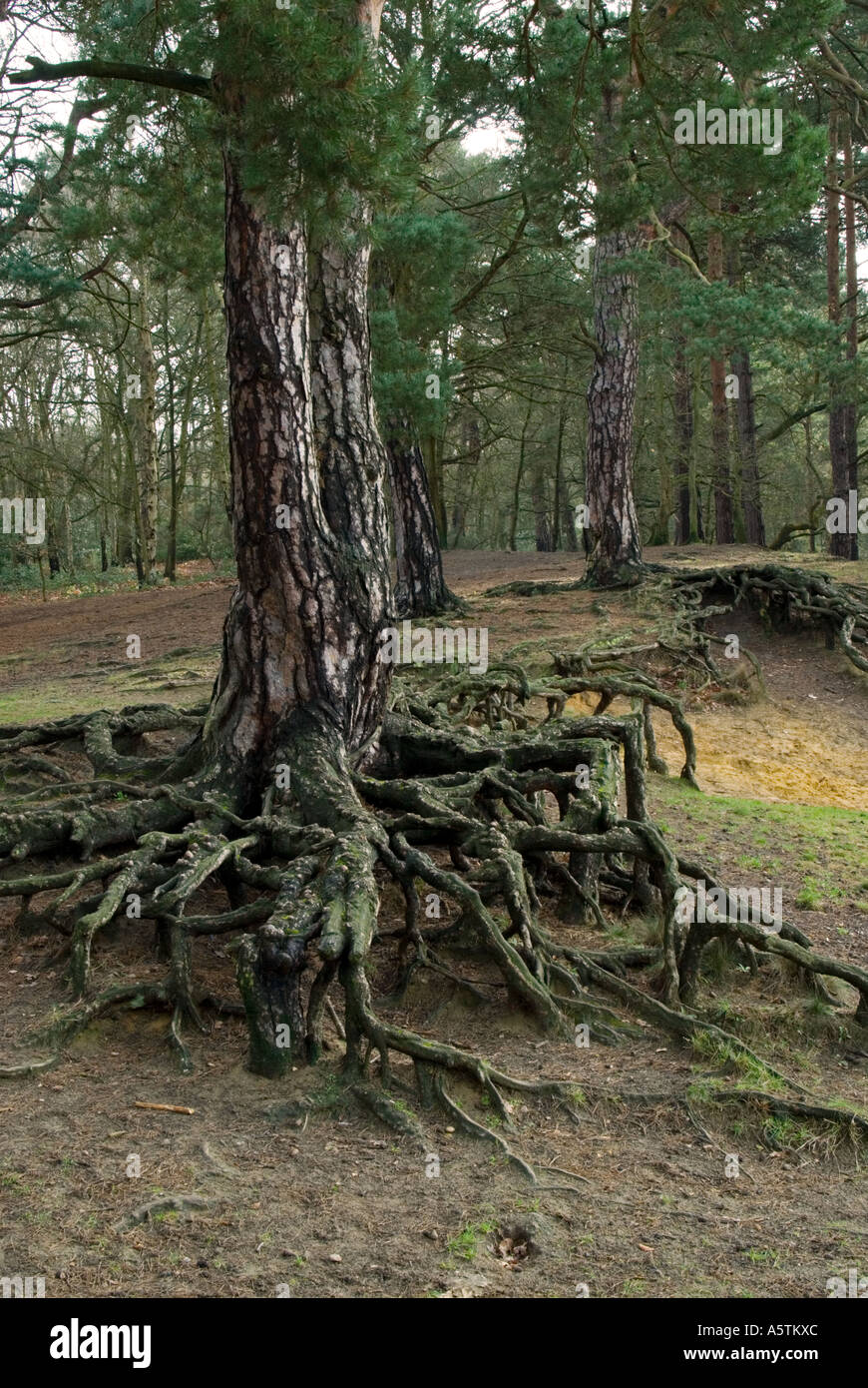 Tree roots: Scots pine (Pinus sylvestris Stock Photo - Alamy