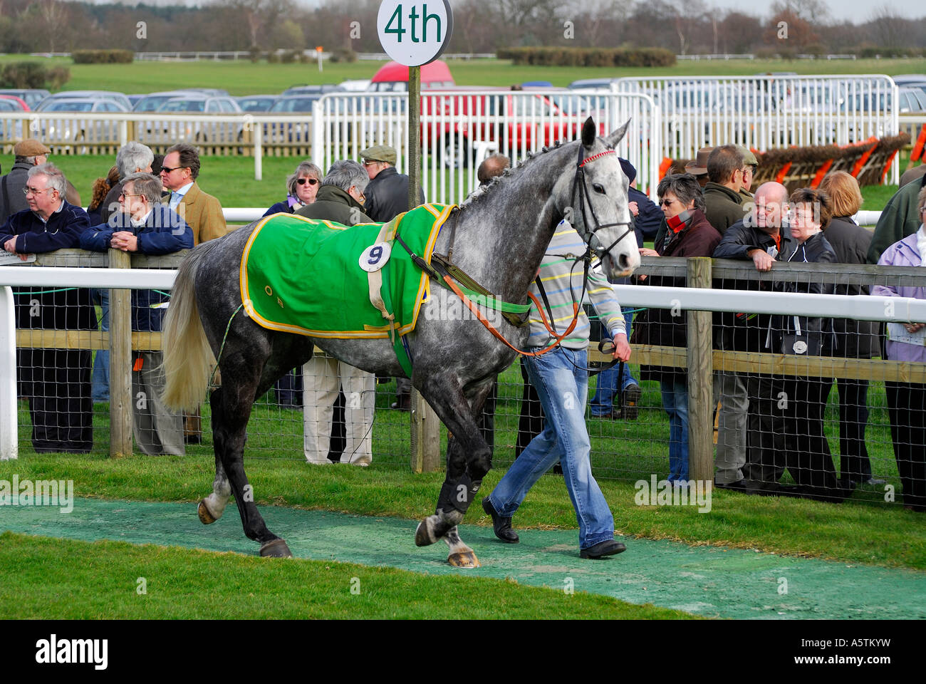 race horse in paddock, fakenham races, norfolk, england Stock Photo - Alamy