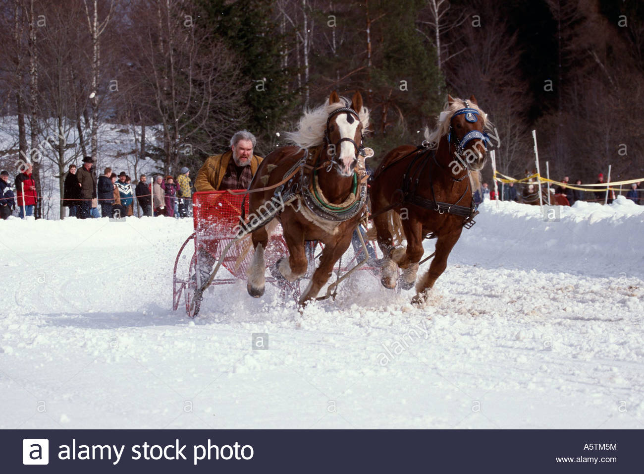 Horse Sleigh Stock Photos & Horse Sleigh Stock Images - Alamy
