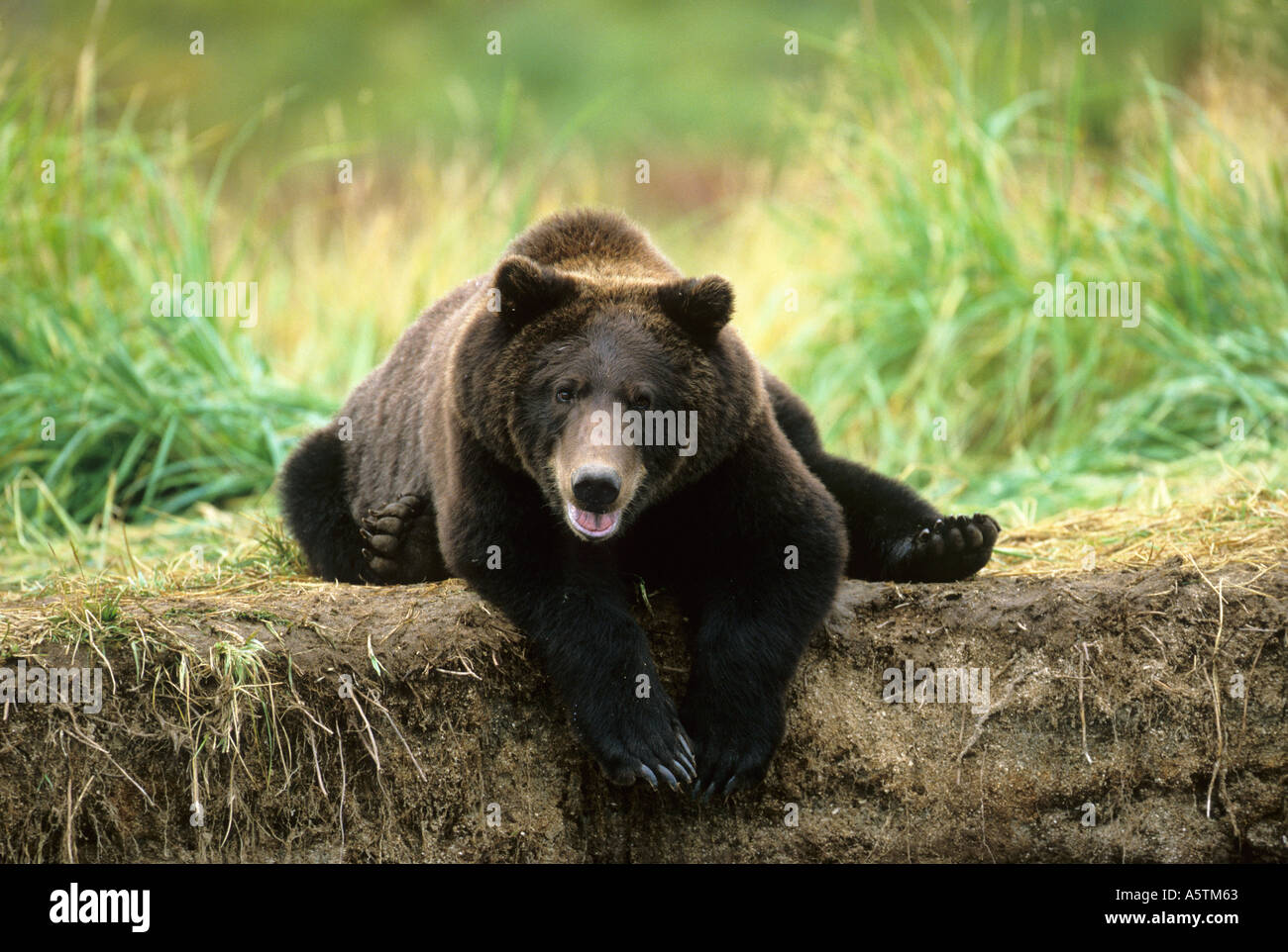 Fat overeat rest exhausted bear grizzly brown bear teddy bear hi-res stock photography and ...
