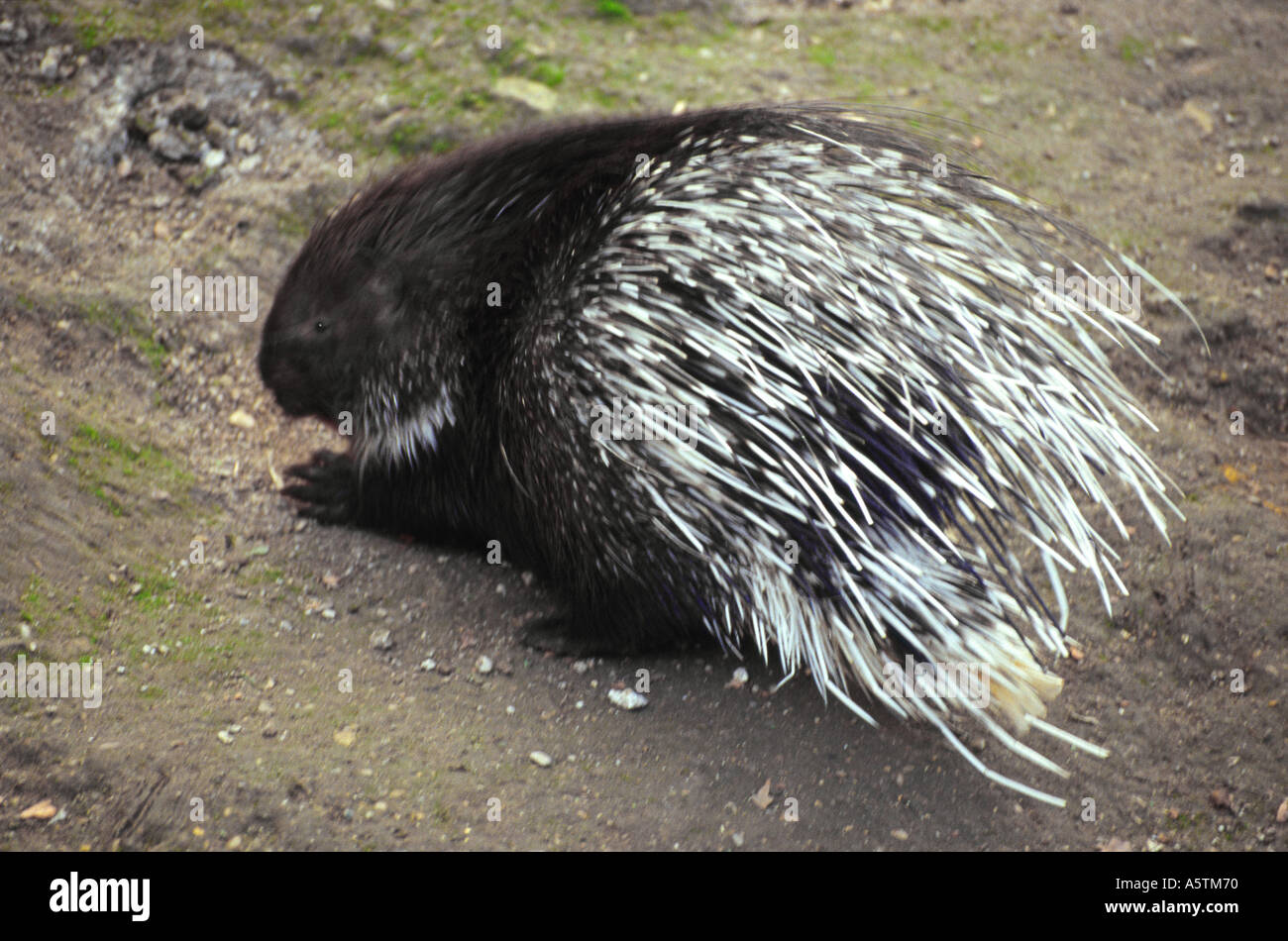 Crested Porcupine, Hystrix cristata, Hystricidae Stock Photo - Alamy