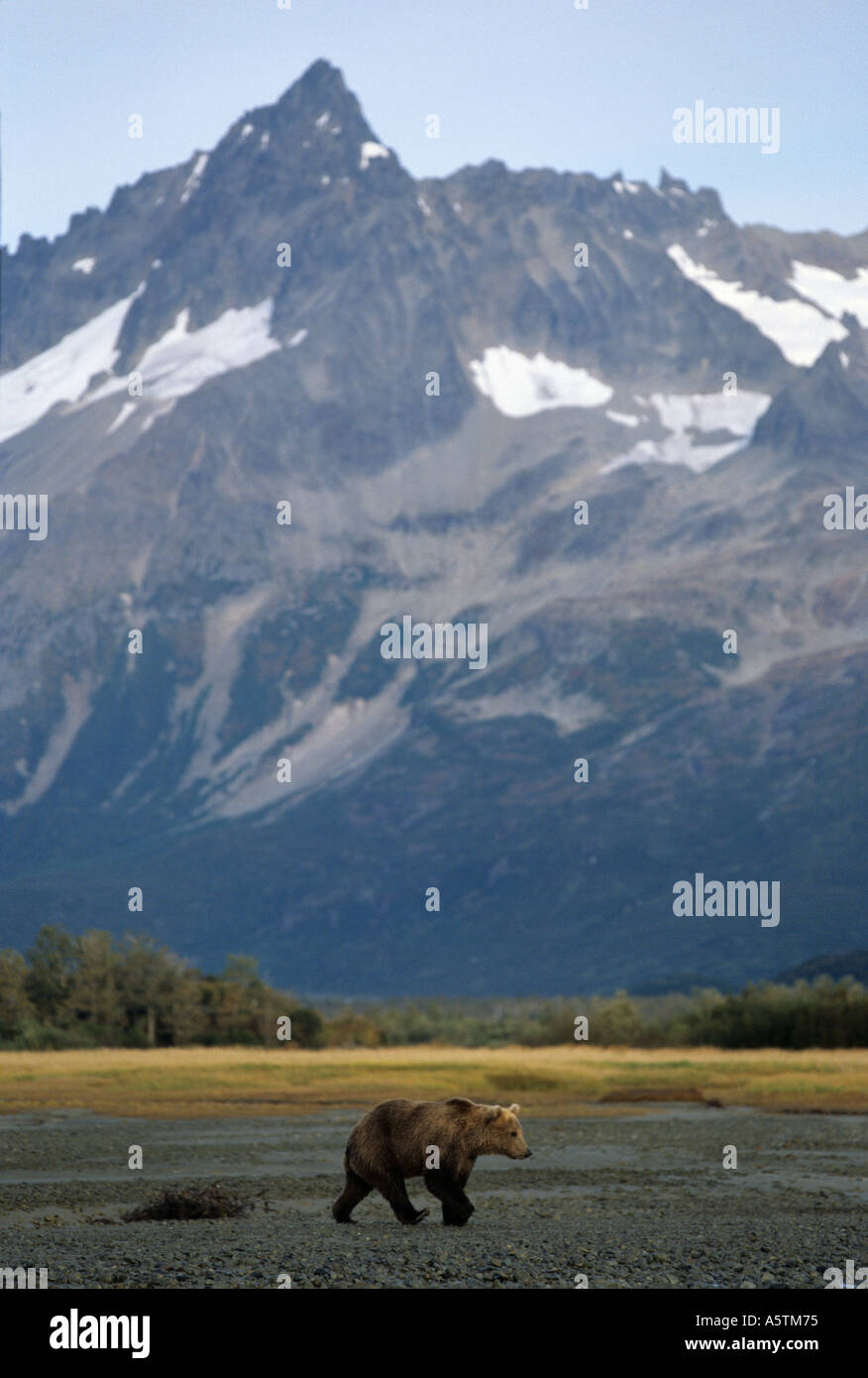 Alaska Katmai National Park Grizzly bear with mountain background Stock ...