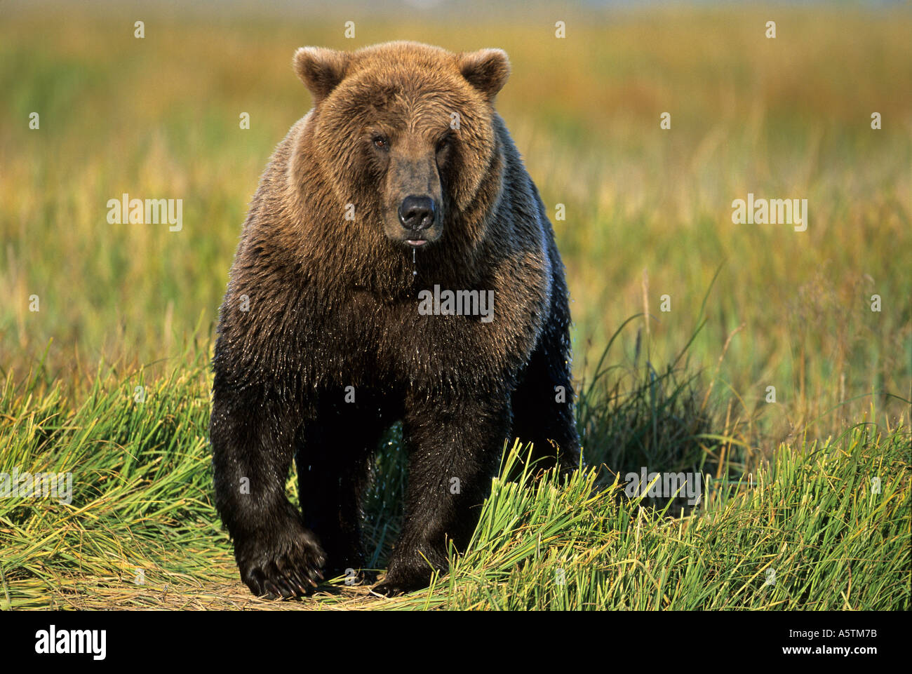 Alaska Katmai National Park Grizzly male in grass Stock Photo - Alamy