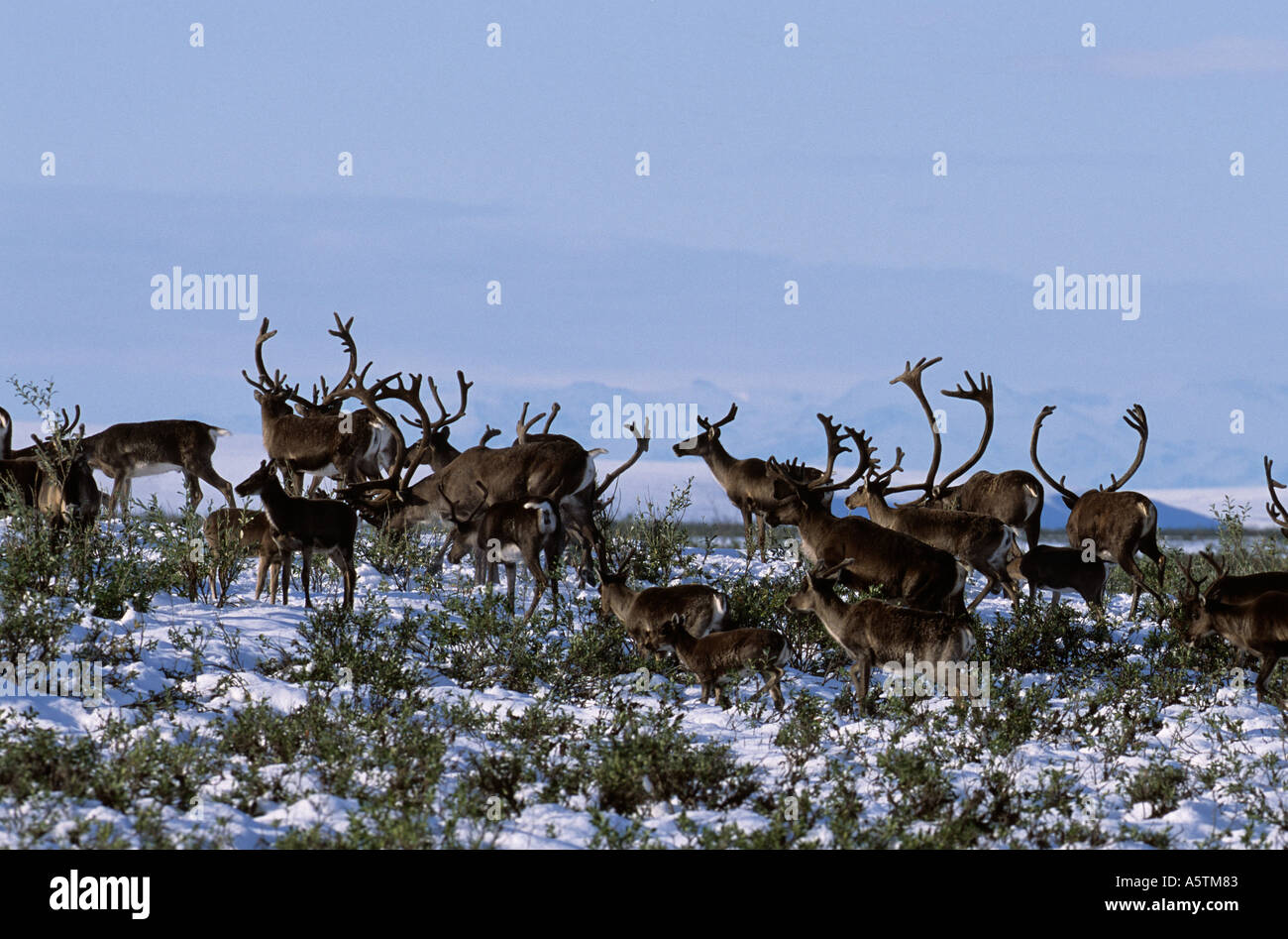 Central brooks range and caribou hi-res stock photography and images ...