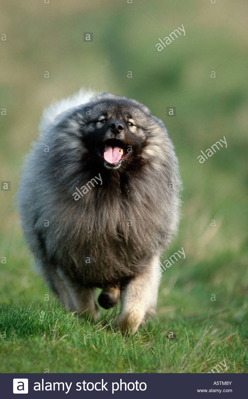 Wolf Spitz / Keeshond Stock Photo, Royalty Free Image: 11384234 - Alamy