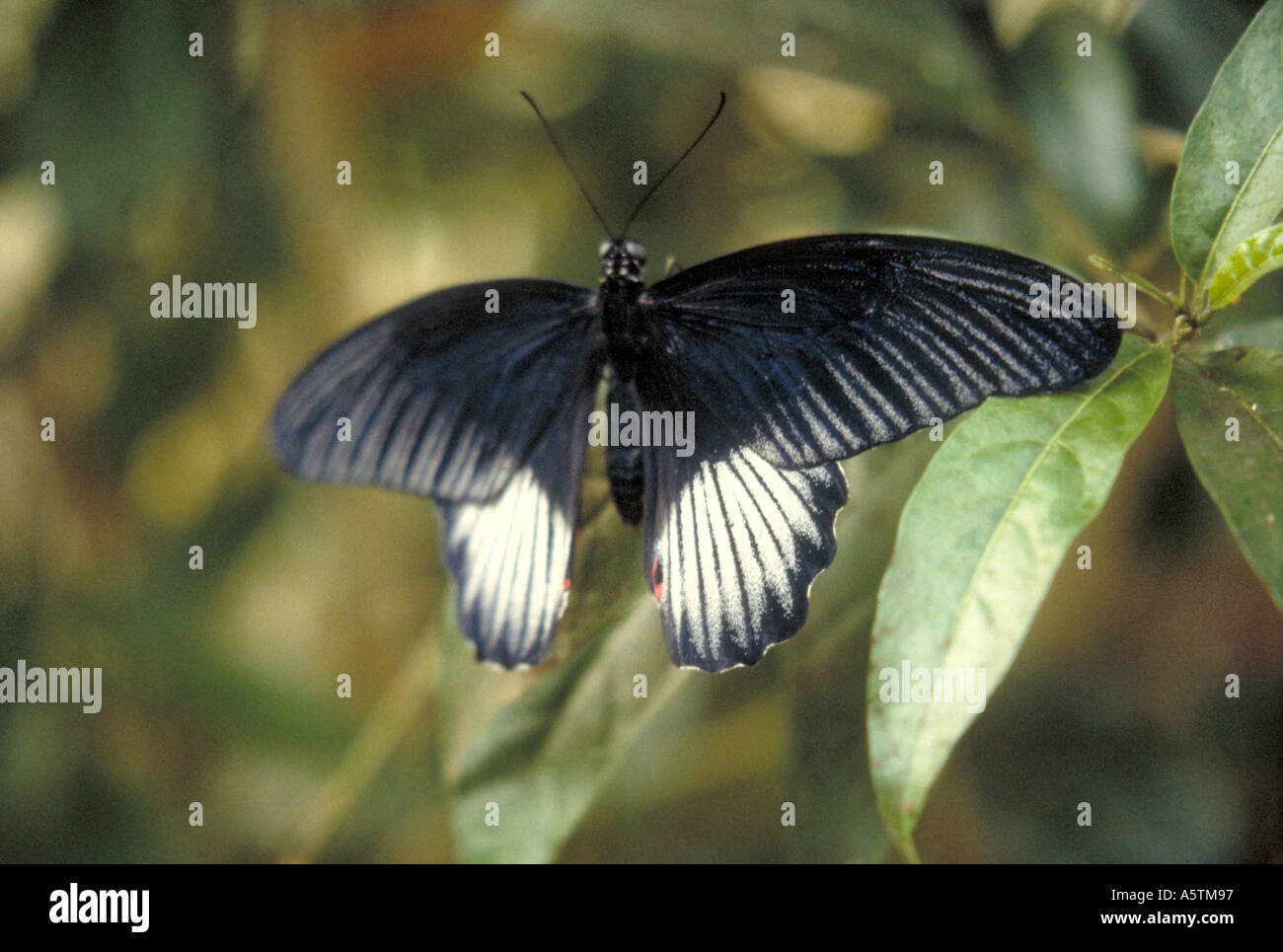 Scarlet Swallowtail Butterfly, Papilio rumanzovia, Papilionidae Stock ...