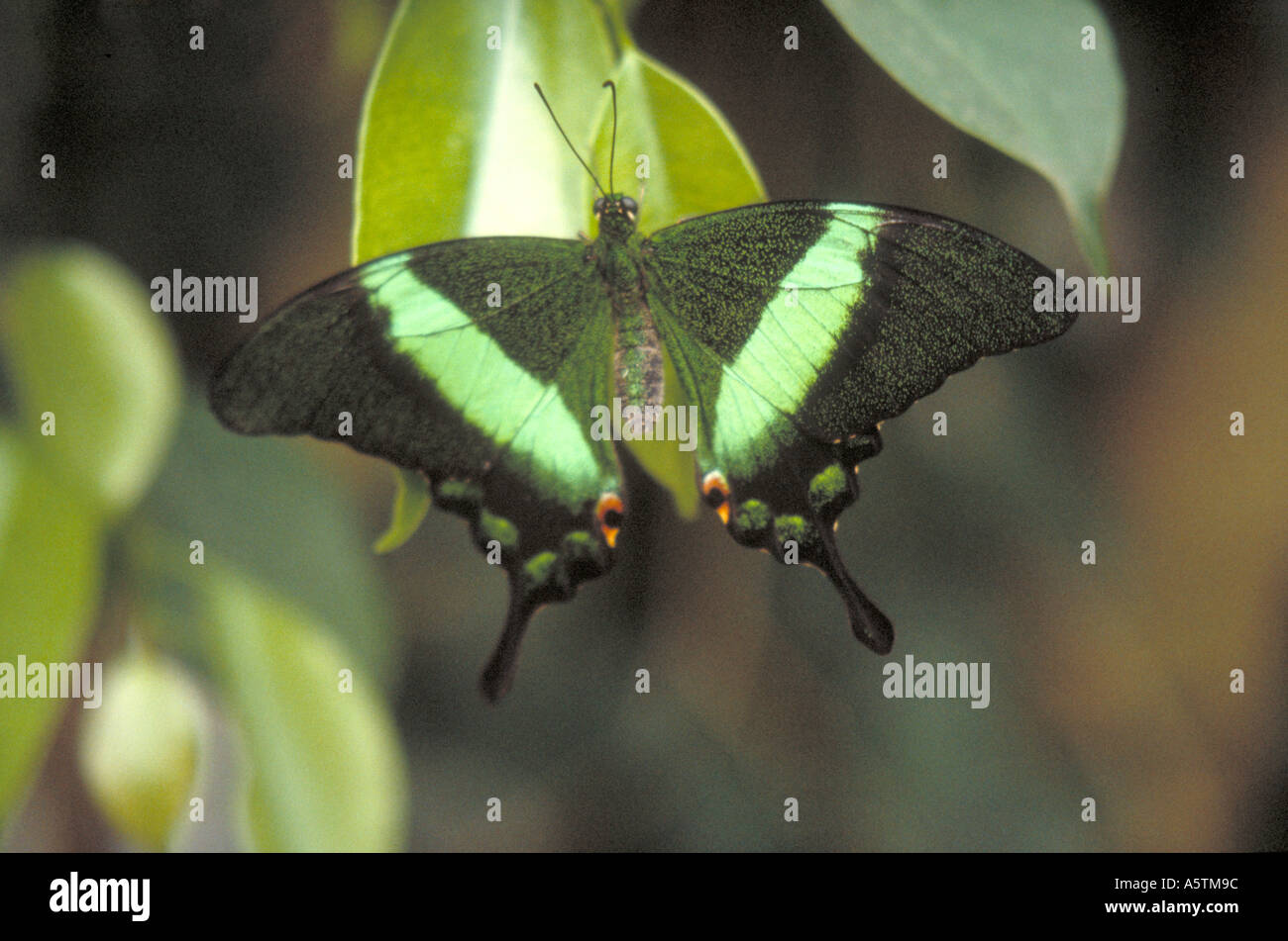 Emerald or Green Banded Swallowtail Butterfly, Papilio palinurus ...