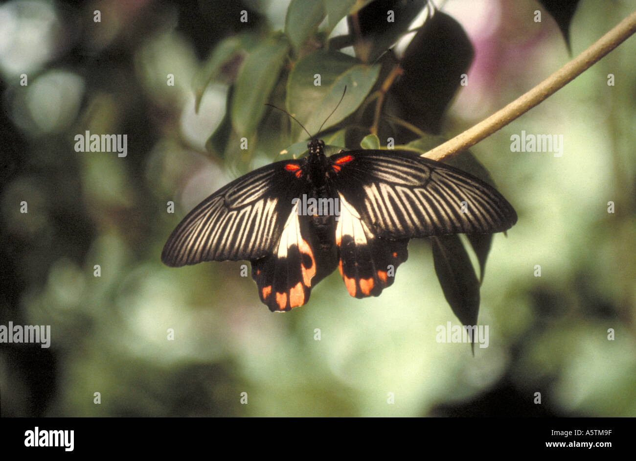 Great Mormon Swallowtail Butterfly, Papilio memnon, Papilionidae Stock ...