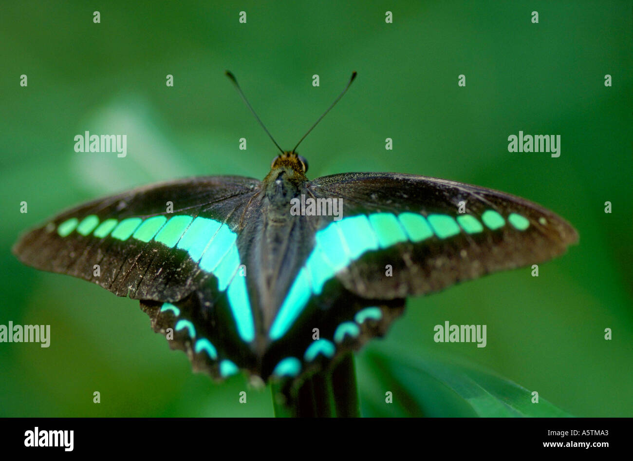 Blue Triangle or Common Bluebottle Butterfly, Graphium sarpedon ...