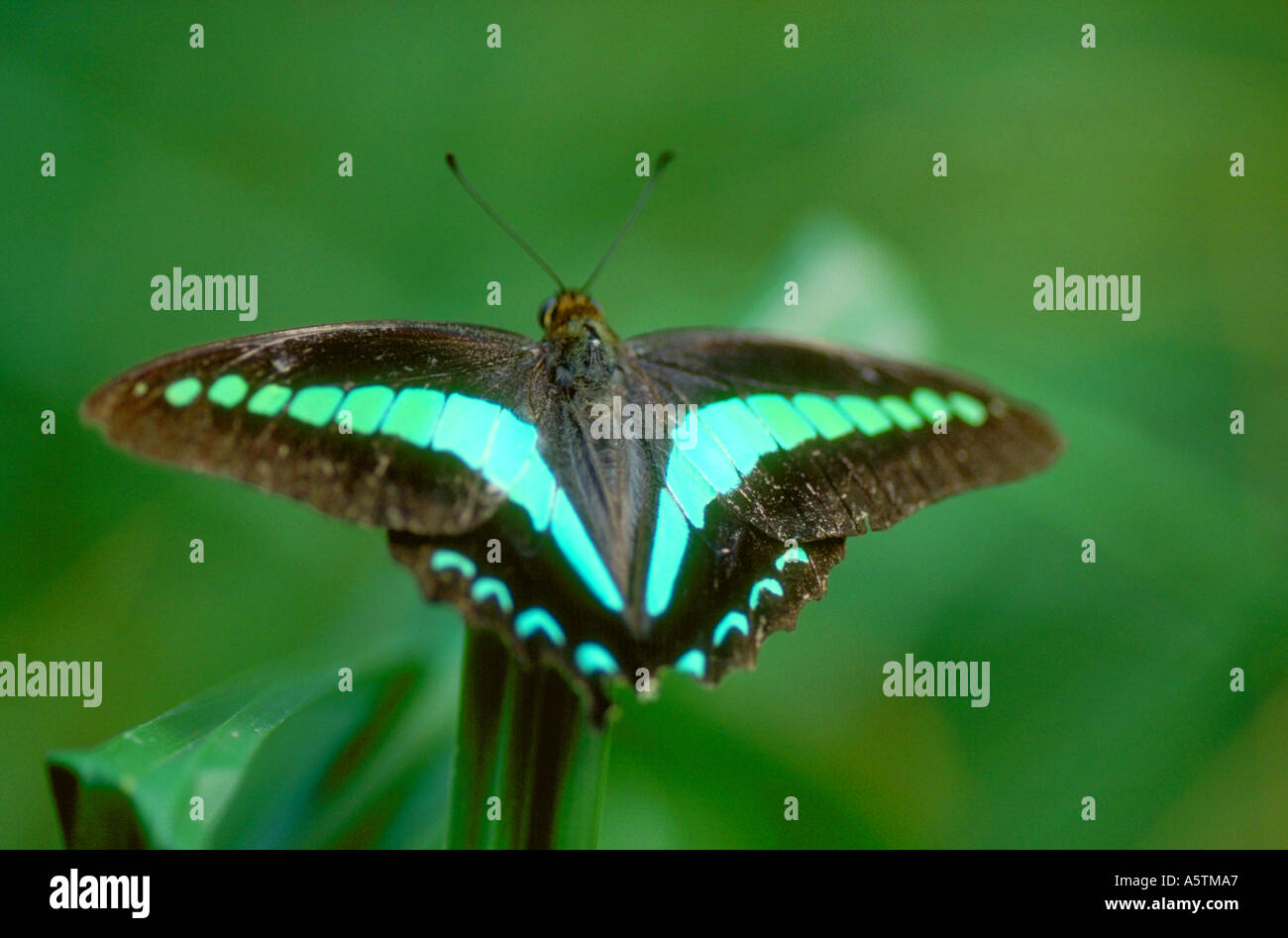Blue Triangle or Common Bluebottle Butterfly, Graphium sarpedon ...