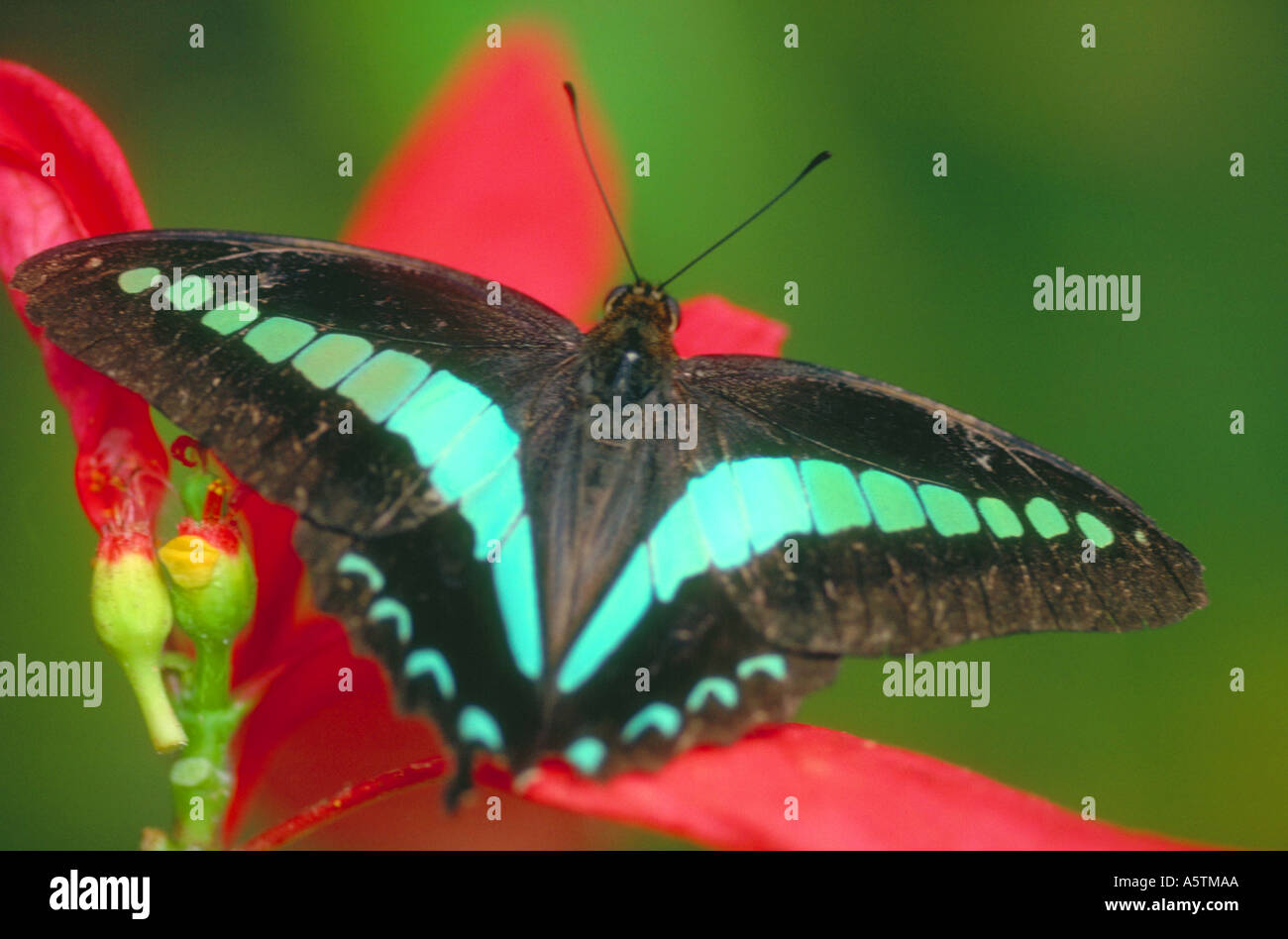 Blue Triangle or Common Bluebottle Butterfly, Graphium sarpedon ...