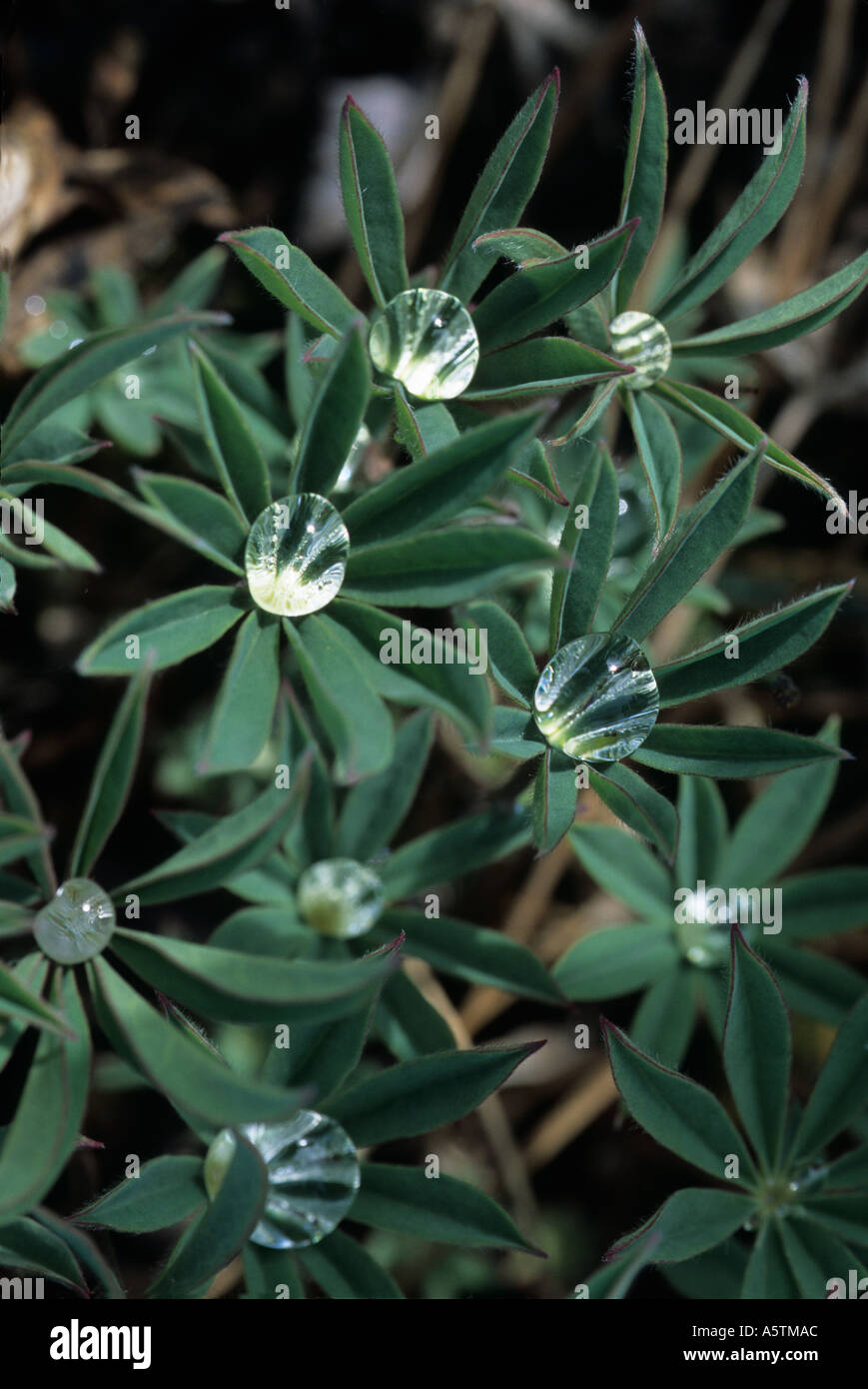 Alaska Arctic National Wildlife Refuge Dew drops form at the center of ...