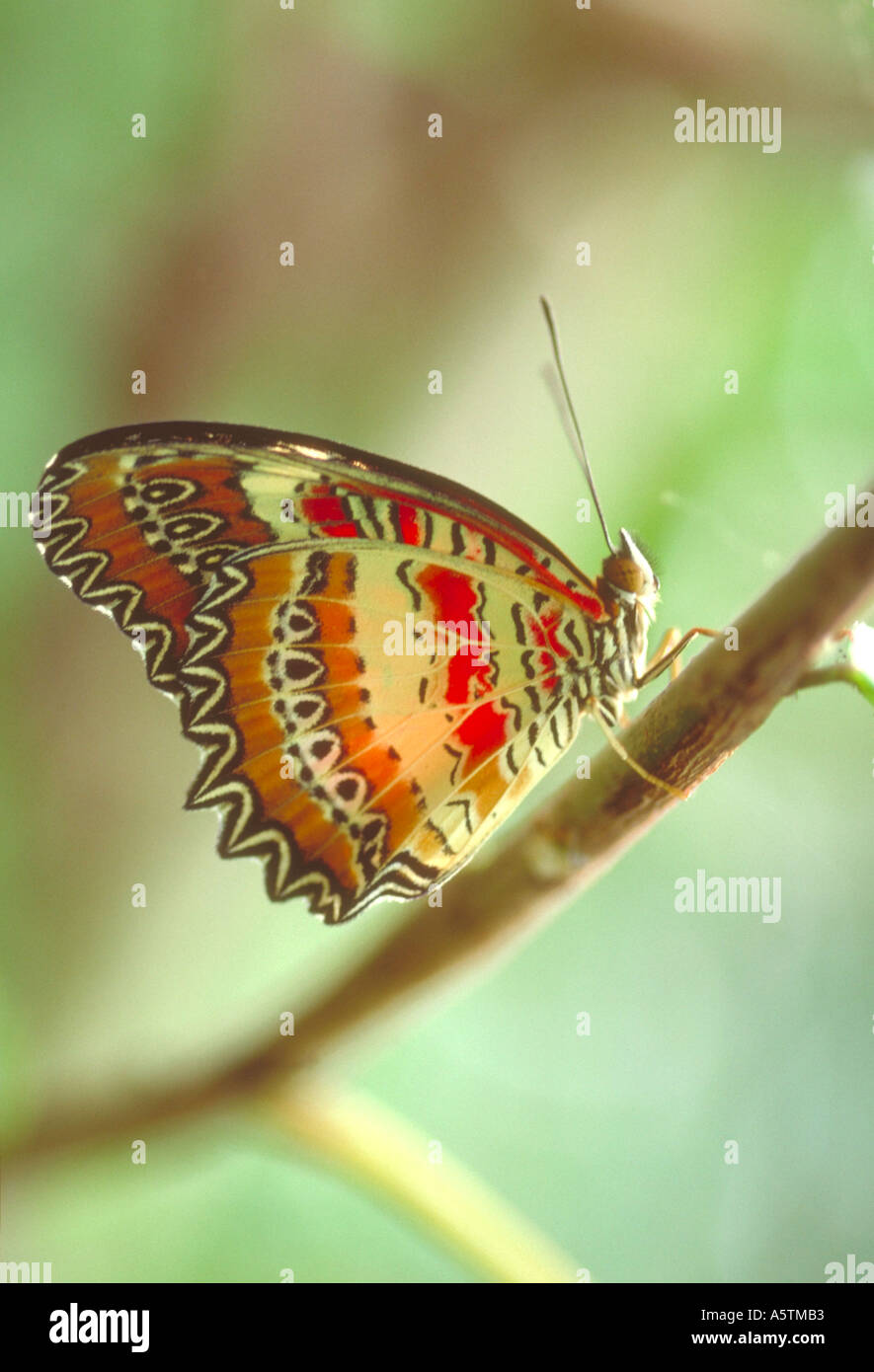 Red Lacewing Butterfly, Cethosia biblis, Nymphalidae Stock Photo - Alamy