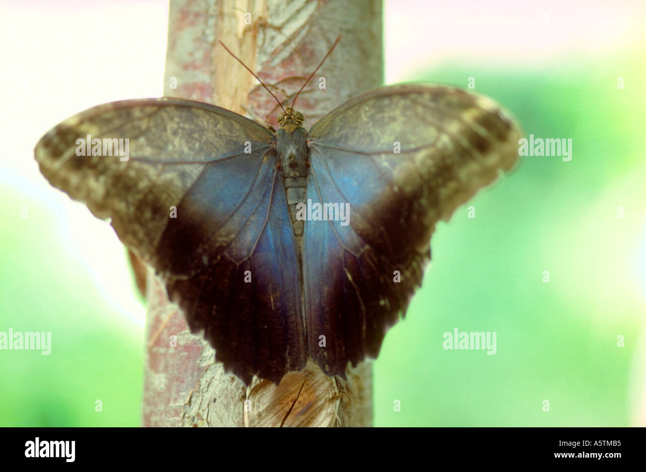 Owl Butterfly, Caligo eurilochus, Nymphalidae Stock Photo - Alamy