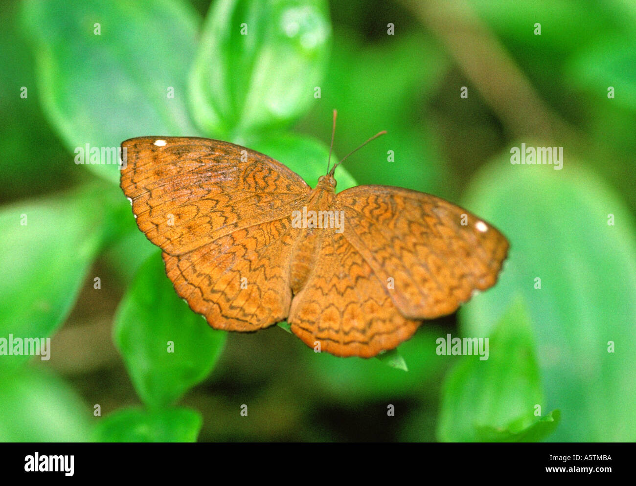 Angled Castor Butterfly, Ariadne Ariadne, Nymphalidae, Asia Stock Photo ...